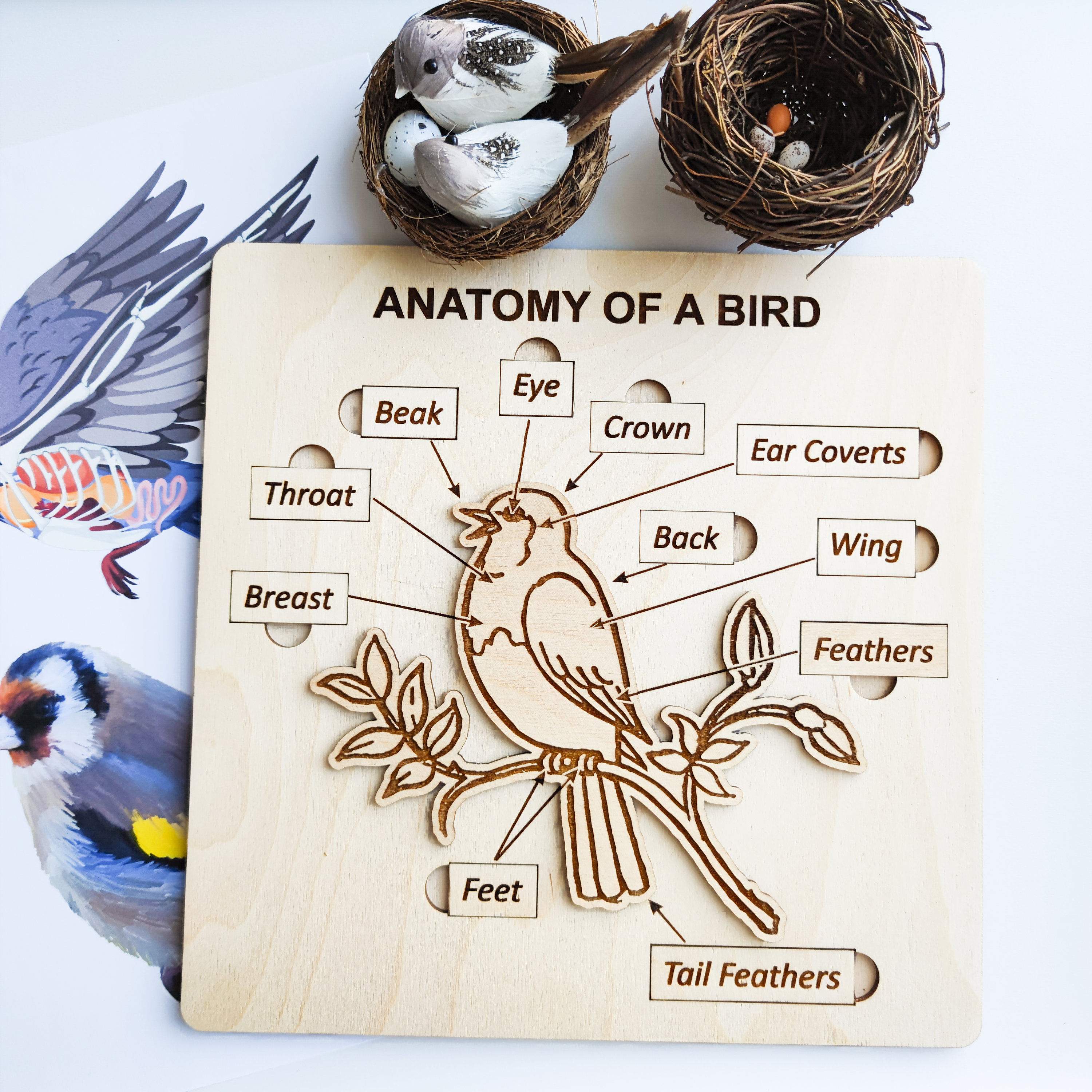 Body Parts of a Bird Puzzle. Wooden Jigsaw Bird Body Anatomy Puzzle ...