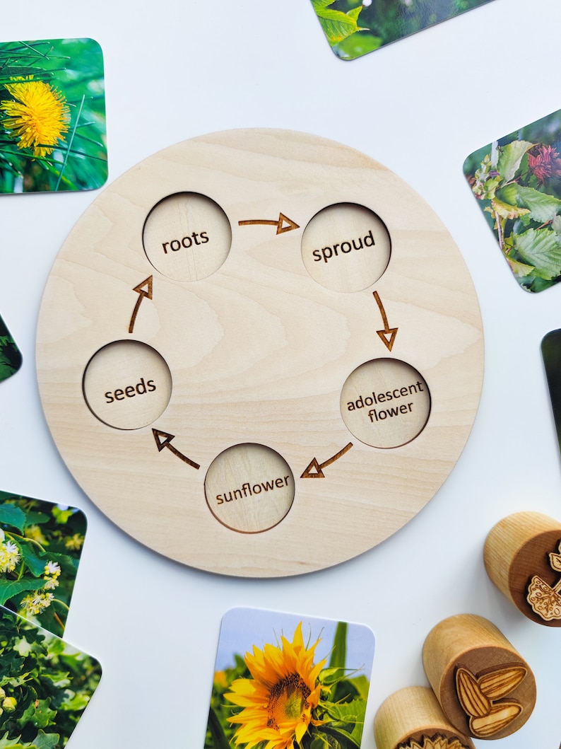 Wooden Life Cycle Tray Montessori Life Cycle Board Life - Etsy