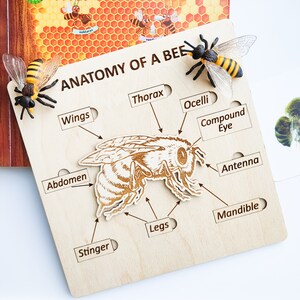 Bee Body Parts Puzzle for Kids. Montessori Classroom Toy. Wooden Bee ...