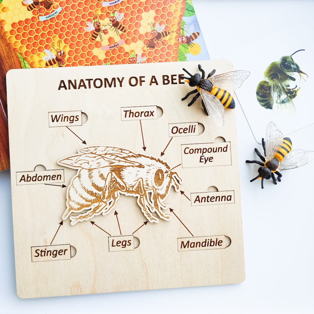 Bee Body Parts Puzzle for Kids. Montessori Classroom Toy. Wooden Bee ...