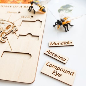 Bee Body Parts Puzzle for Kids. Montessori Classroom Toy. Wooden Bee ...