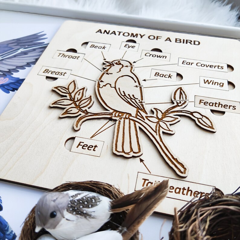 Body Parts of a Bird Puzzle Wooden Puzzle Montessori - Etsy