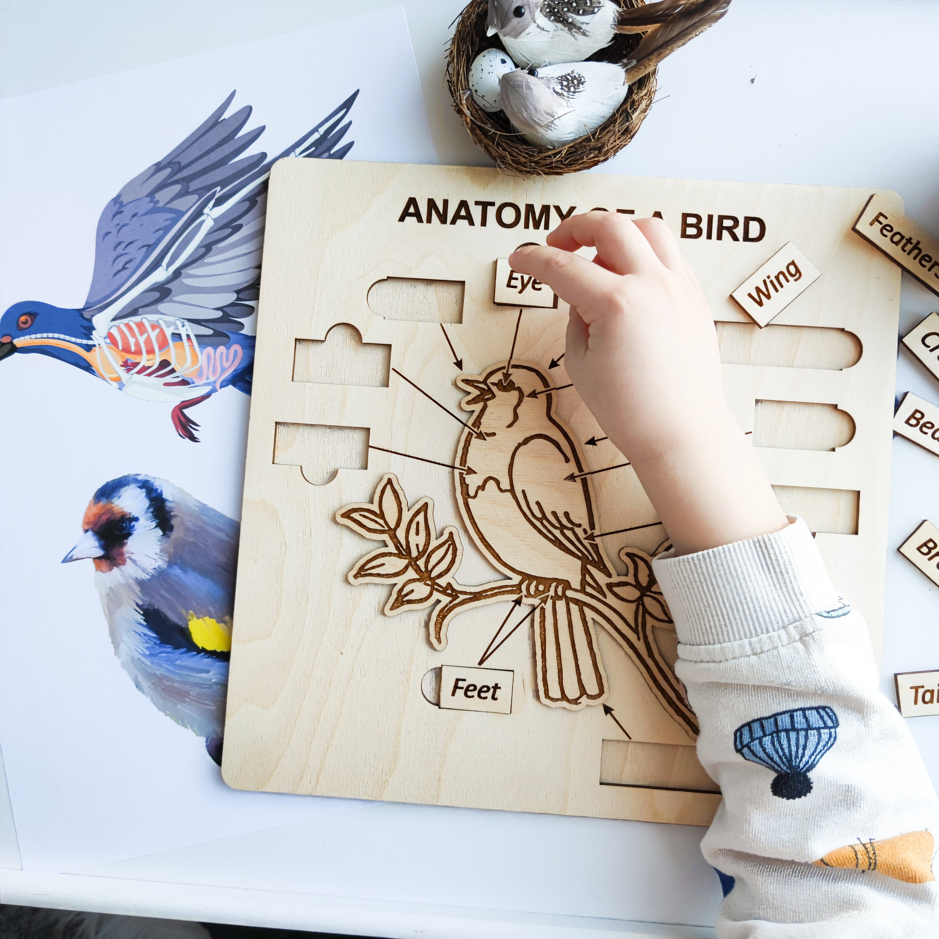 Body Parts of a Bird Puzzle Wooden Puzzle Montessori - Etsy