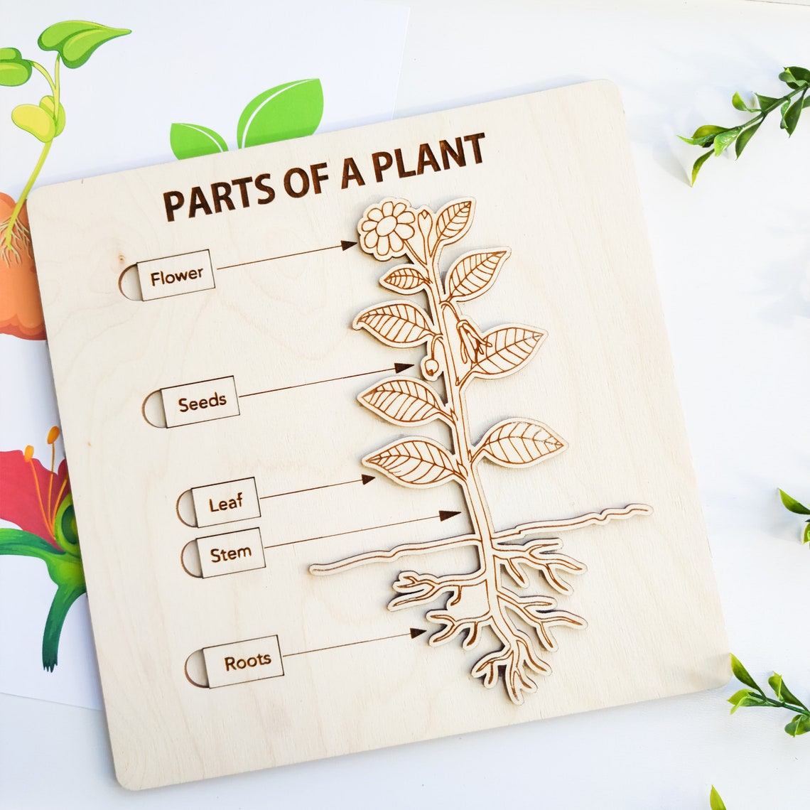 Parts Of A Plant Puzzle at Holly Standley blog