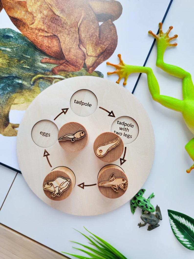 Montessori Frog Life Cycle Learning Tray. Wooden Frog Cycle Educational ...
