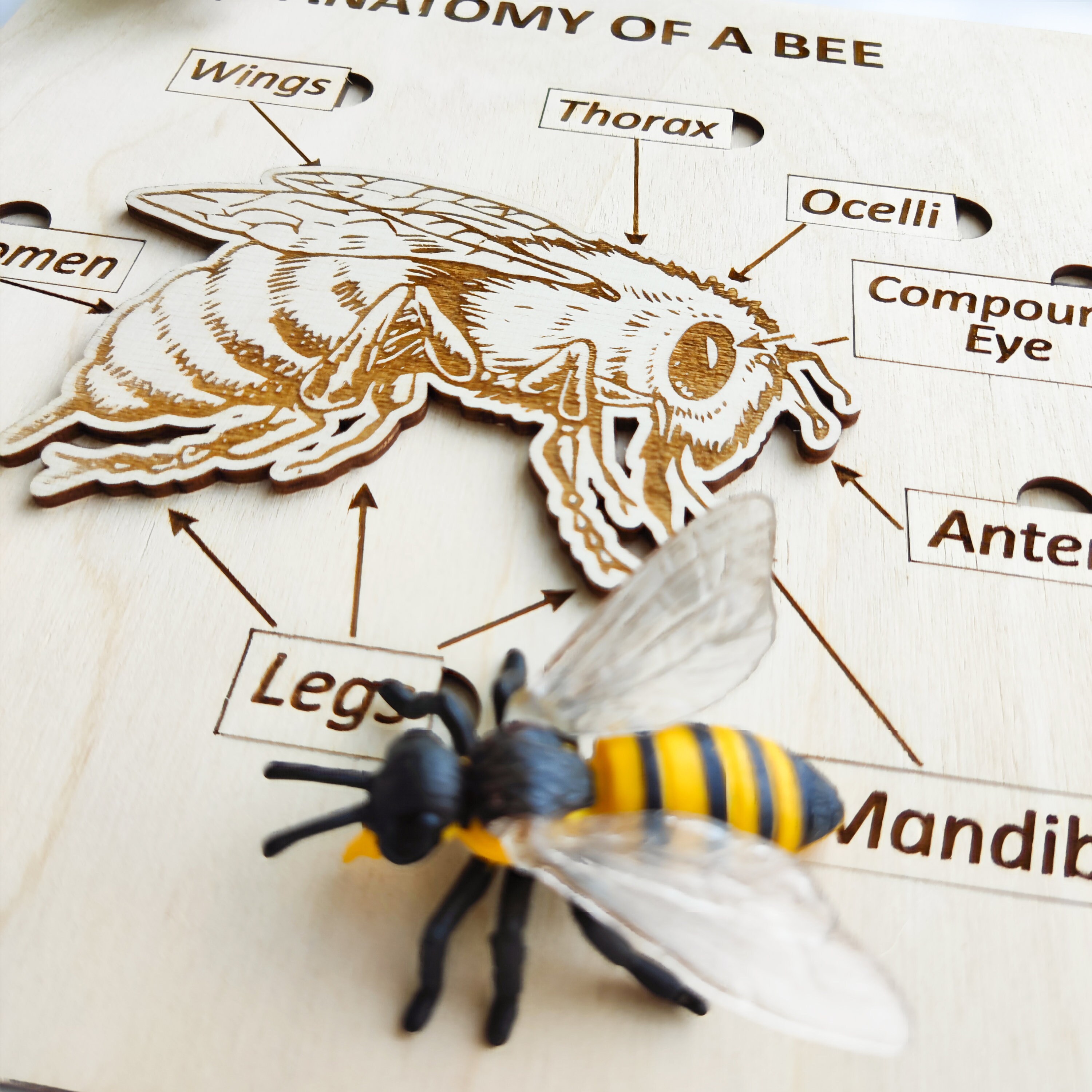 Bee Body Parts Puzzle for Kids. Montessori Classroom Toy. Wooden Bee ...