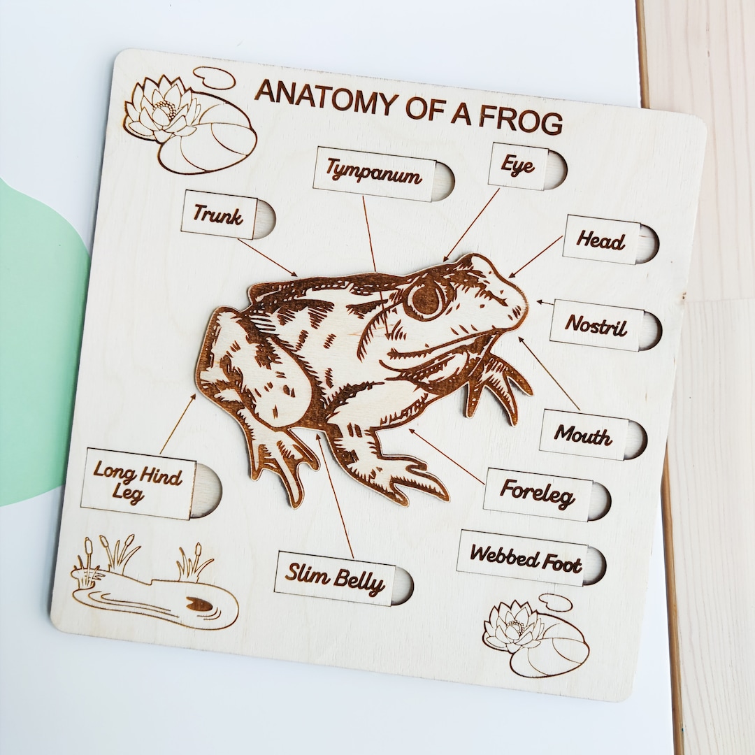 Wooden Puzzle Anatomy of a Frog. Montessori Inspired Toy for Nature ...