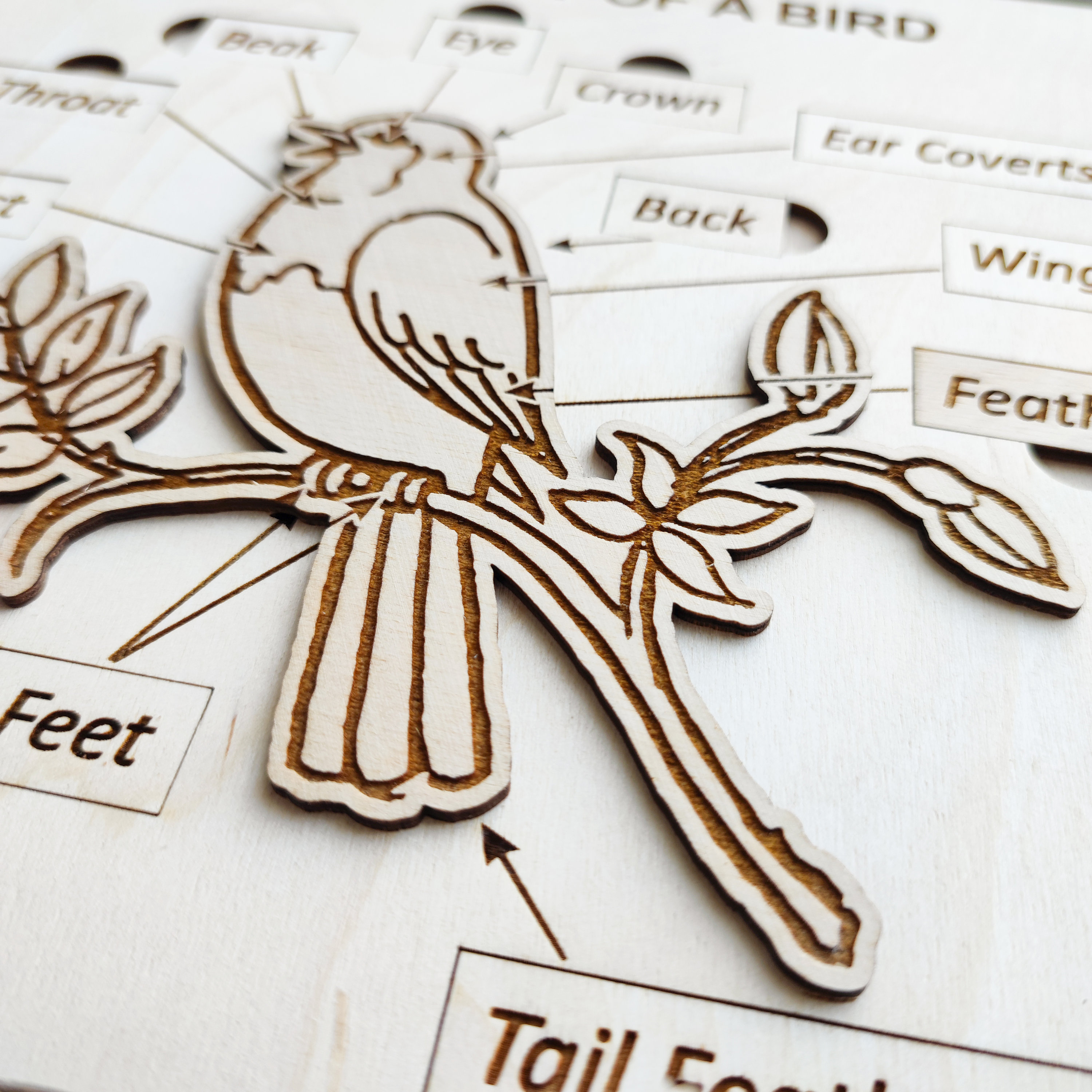 Body Parts of a Bird Puzzle Wooden Puzzle Montessori - Etsy