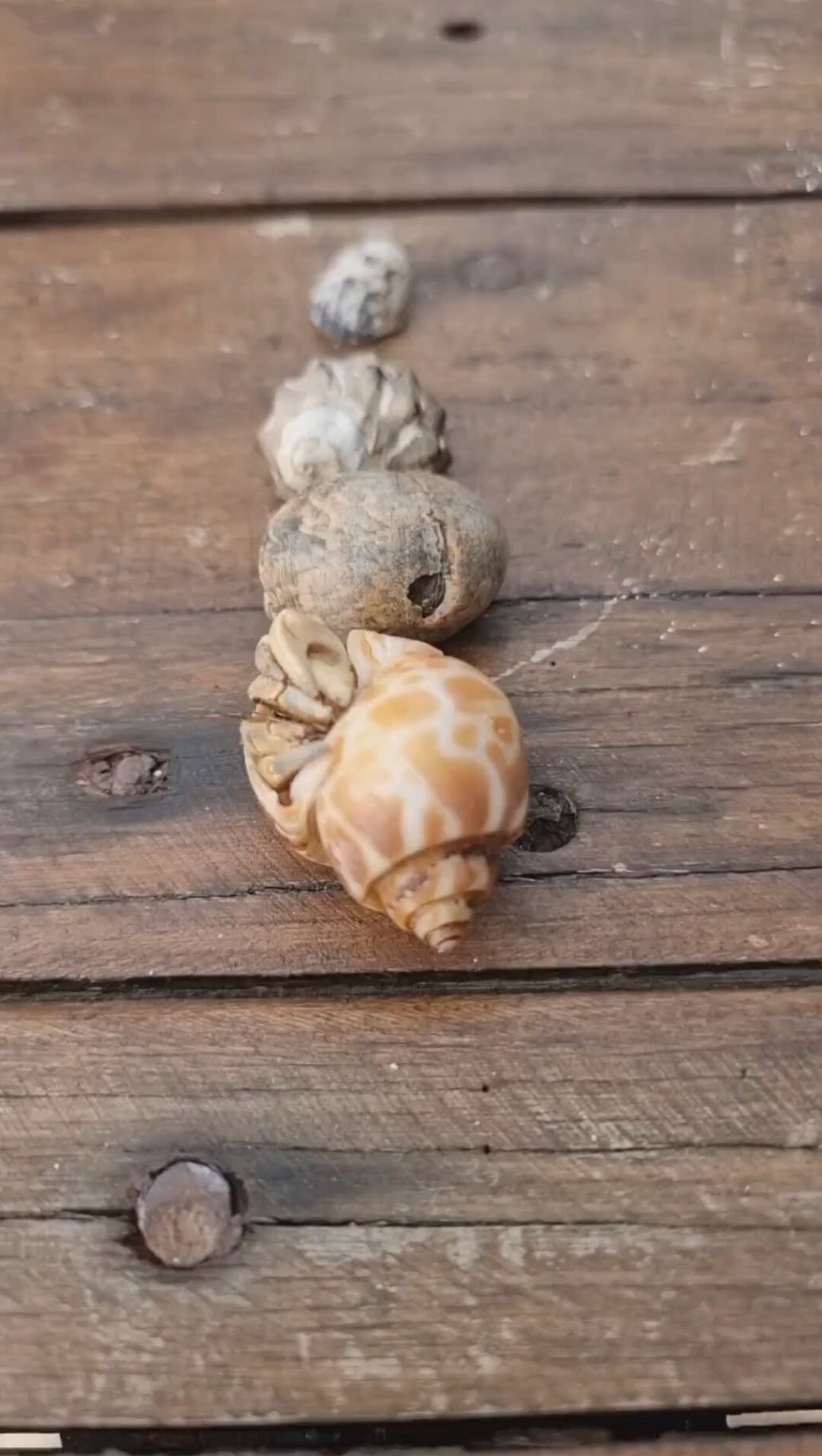 Animated Hermit Crab Wallpaper - Etsy