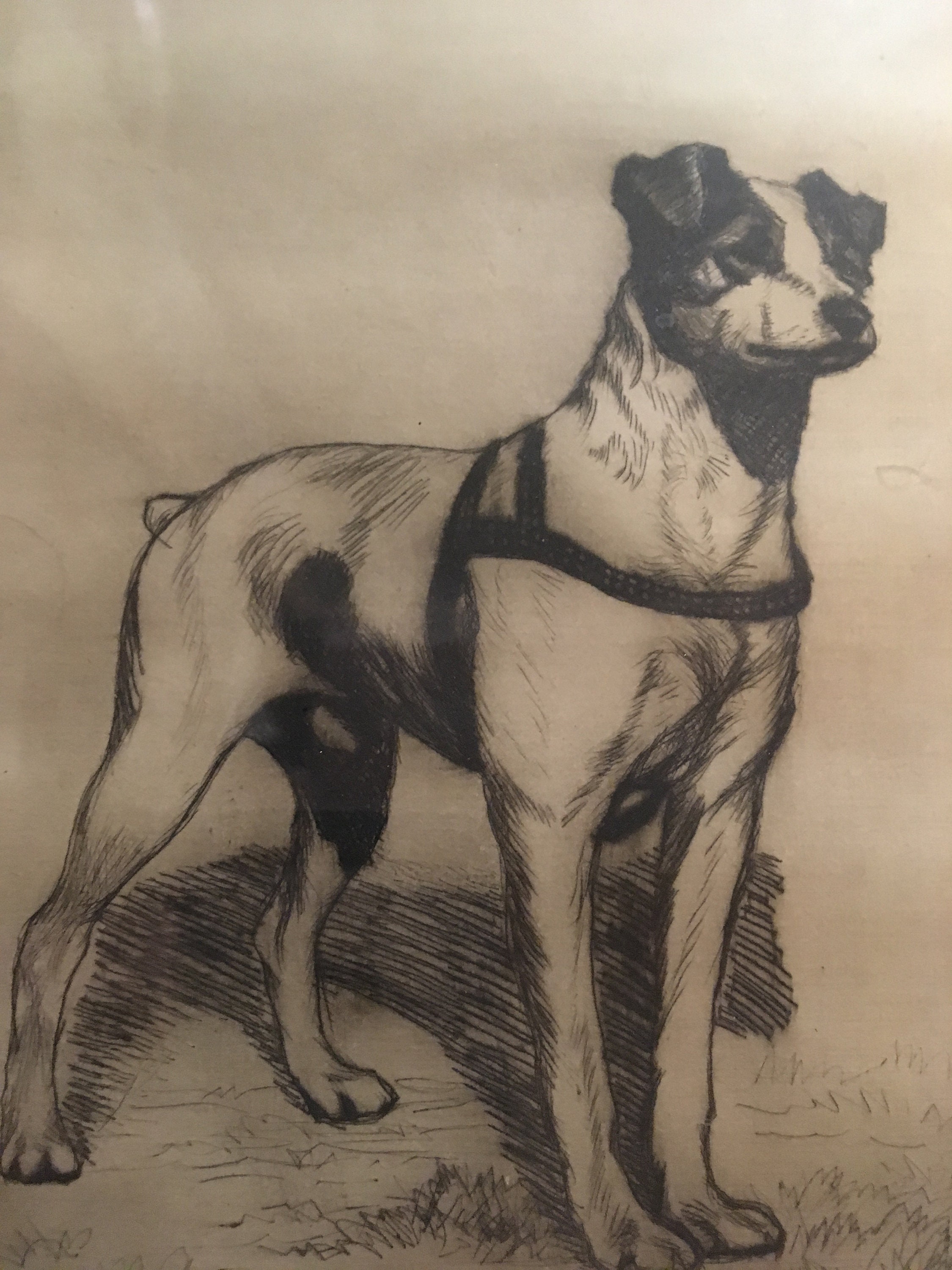 Signe Larson Signed Print From 1933 "ginger" (her Dog) Etching on Silk ...