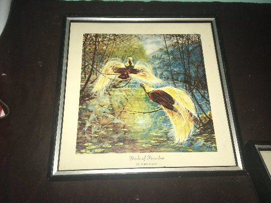 2 Rare 1971 John Dekay Prints Birds of Paradise and Pink - Etsy