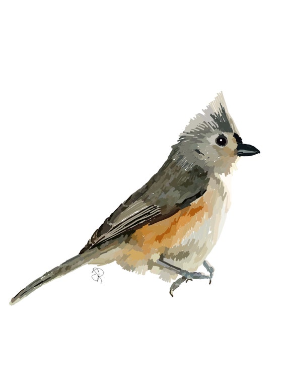 Tufted Titmouse Digital Drawing Digital Painting | Etsy