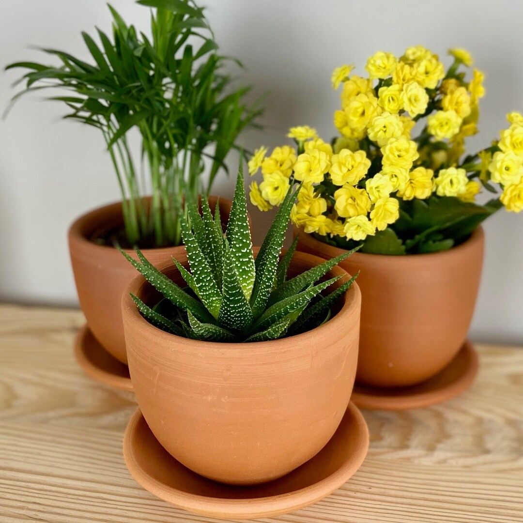 Terracotta Succulent Plant Pot Set With Saucer, Concrete Flower Planter ...