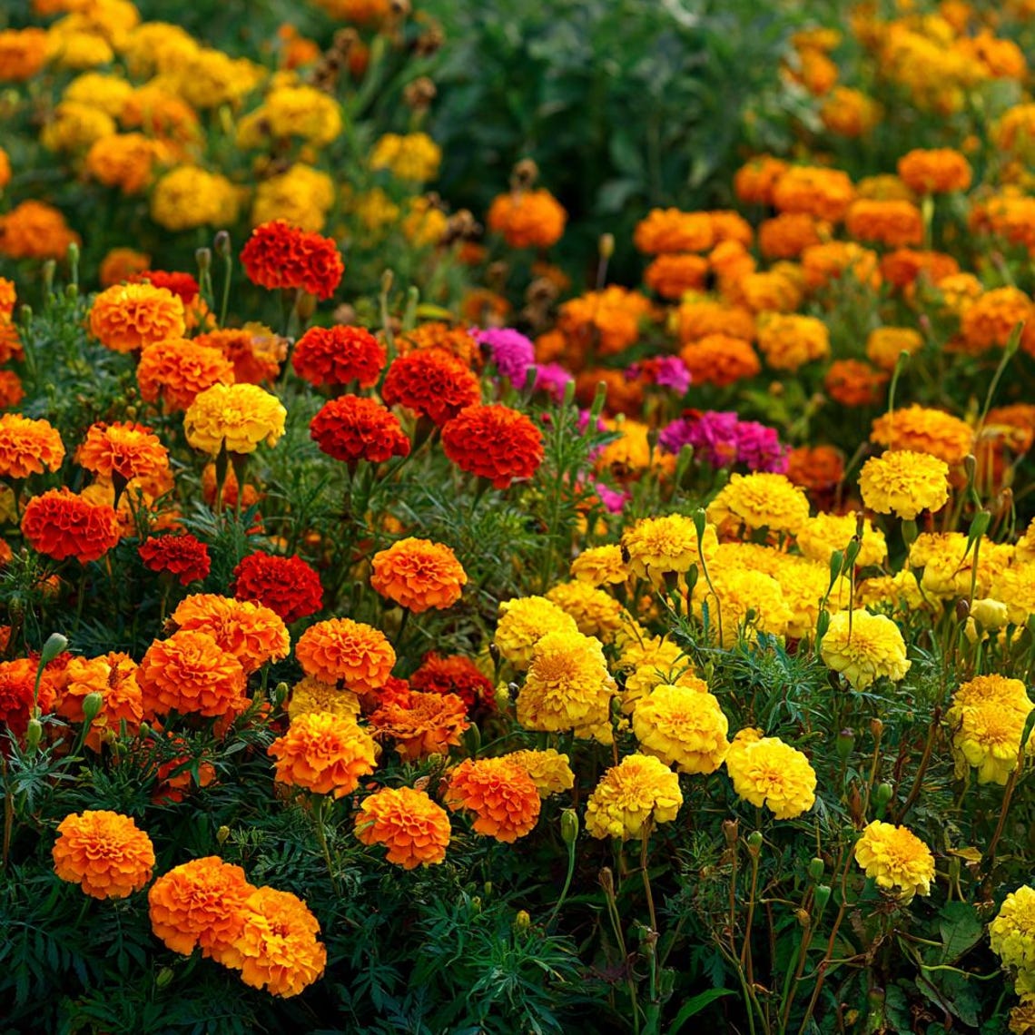 Mixed Marigold Seeds – Easy to Grow Heirloom Varieties for Pollinators ...