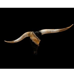 Authentic Longhorn Skull Modern Contemporary Skull Art Collectors Rare ...
