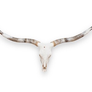 Longhorn Cow Skull Repurposed Art Heirloom Western Decor 696 - Etsy
