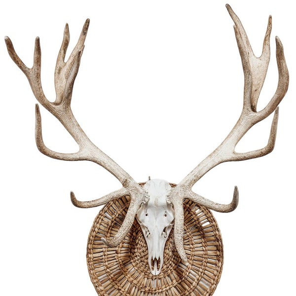 Stag Skull - Etsy