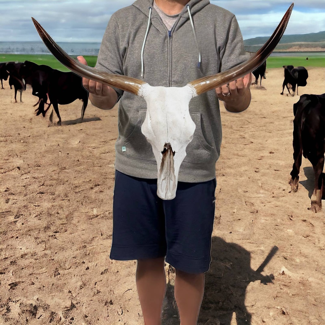 Corriente Steer Skull Western Home Accent Rustic Cowboy Heirloom 544 - Etsy