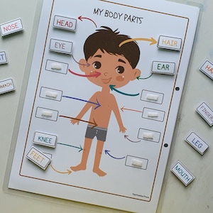 Busy Binder Activity|body Parts|homeschool Curriculum|preschool ...