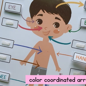Busy Binder Activity|body Parts|homeschool Curriculum|preschool ...