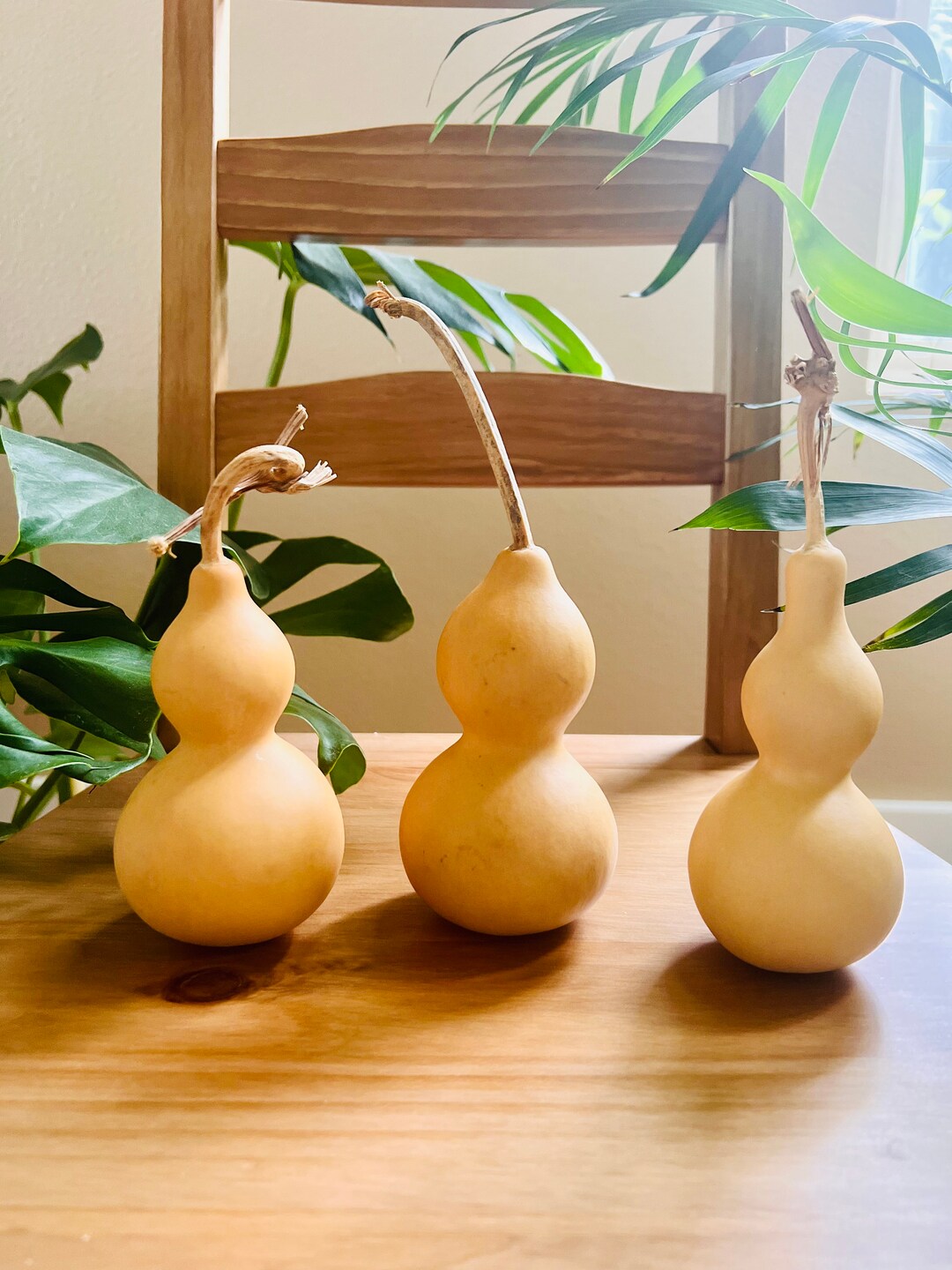 3 Little Friends, Natural Gourds About 5in Tall, Dry Clean and Ready ...