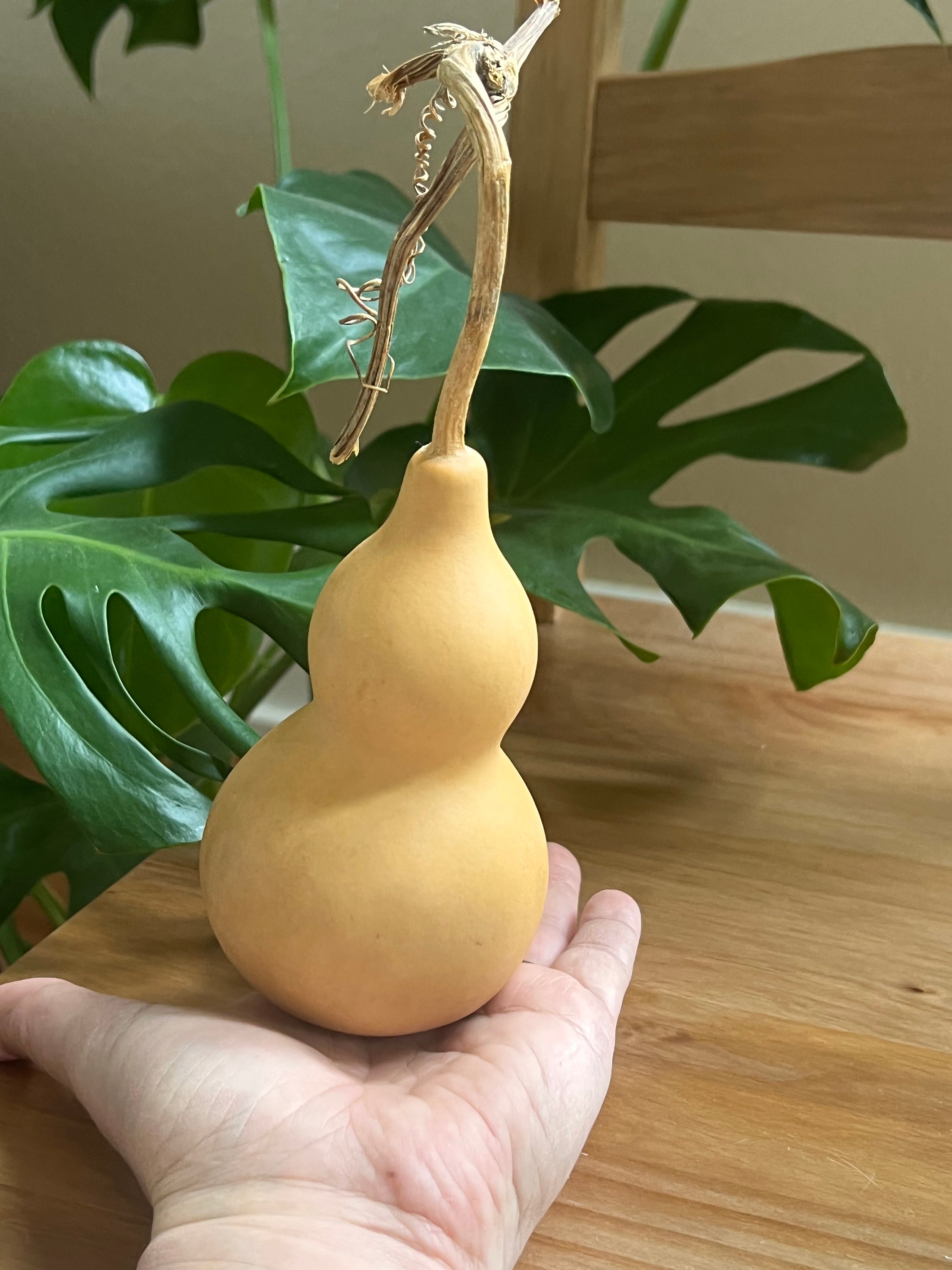3 Little Friends, Natural Gourds About 5in Tall, Dry Clean and Ready ...