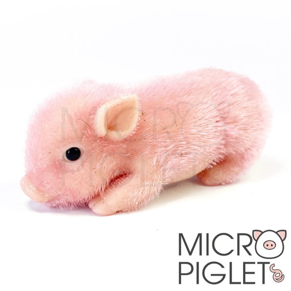 Pink Micro Pig