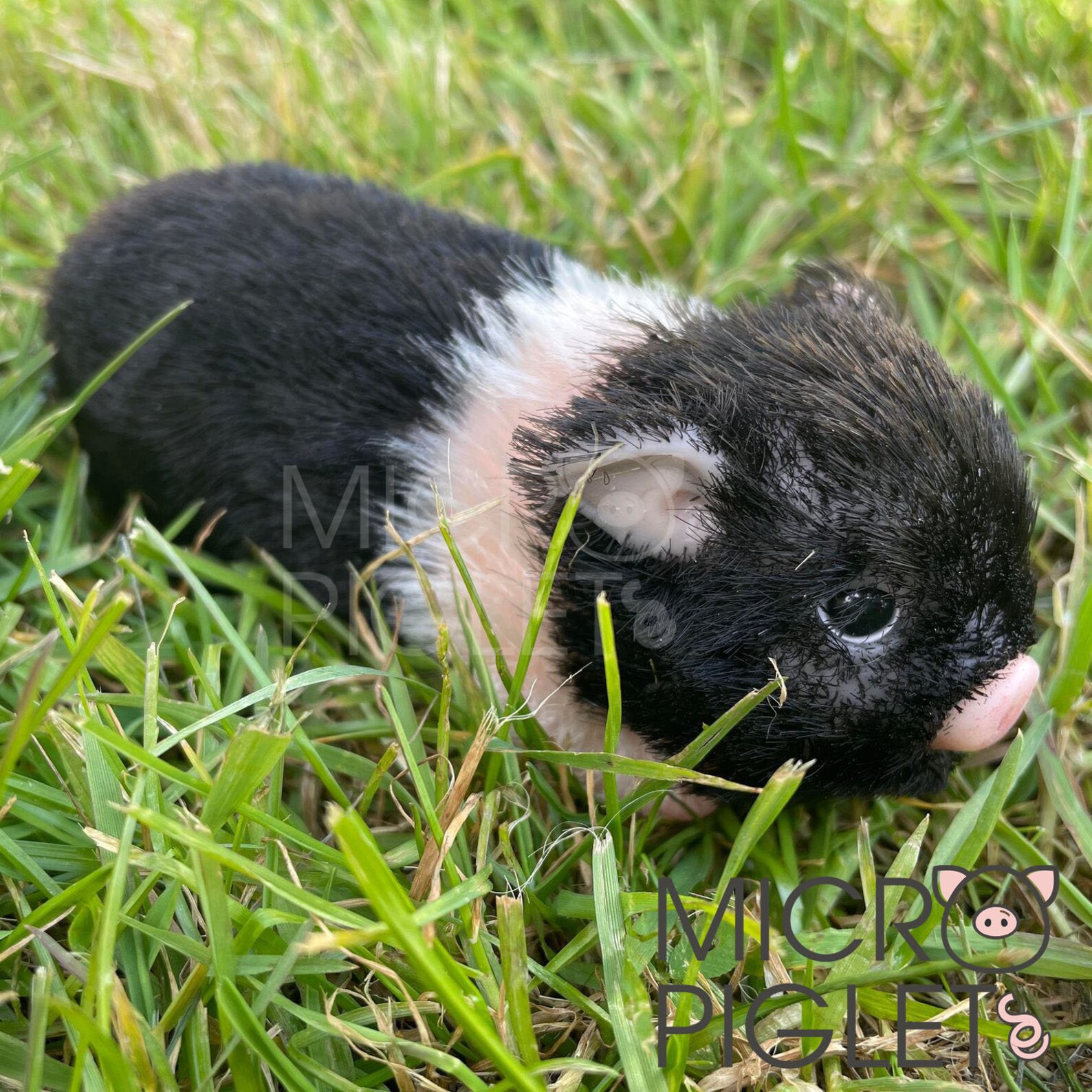 Hammy the Miniature Piglet Silicone Piglet Reborn Piglet - Etsy