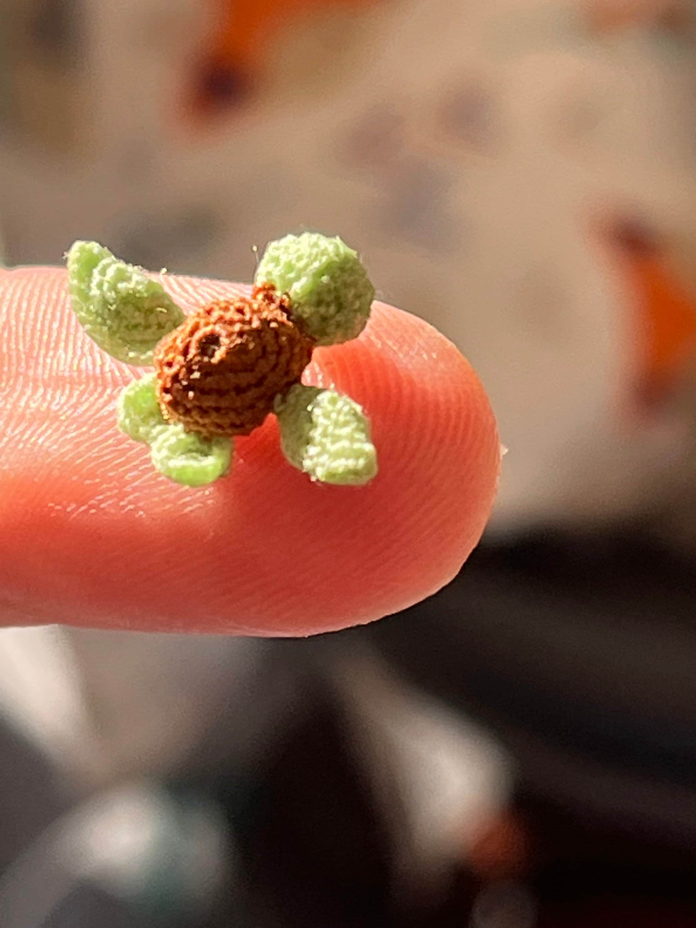 Micro Crochet Turtle - Etsy