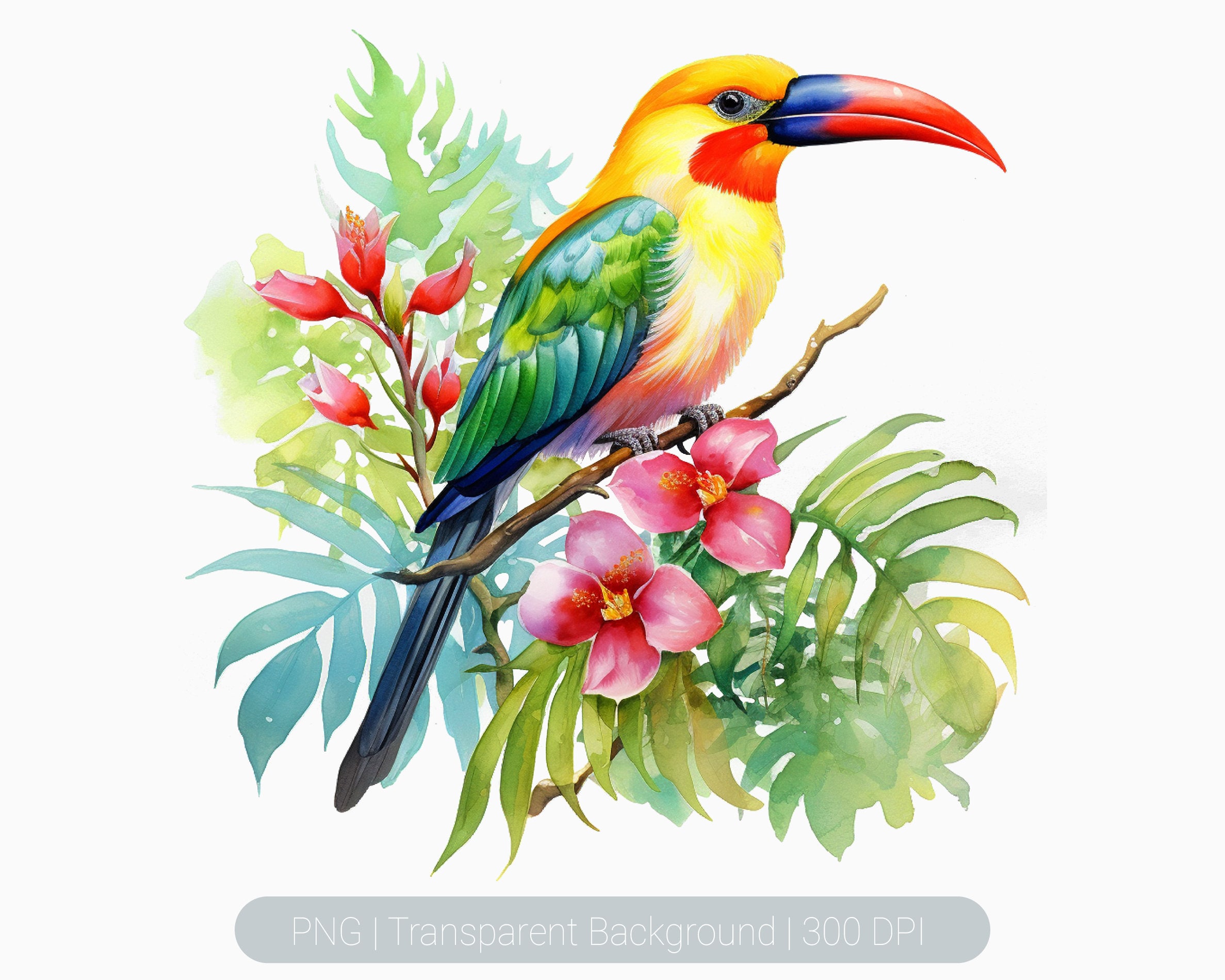 Tropical Bird Clipart, Watercolour Bird Png, Colourful Birds Clipart ...
