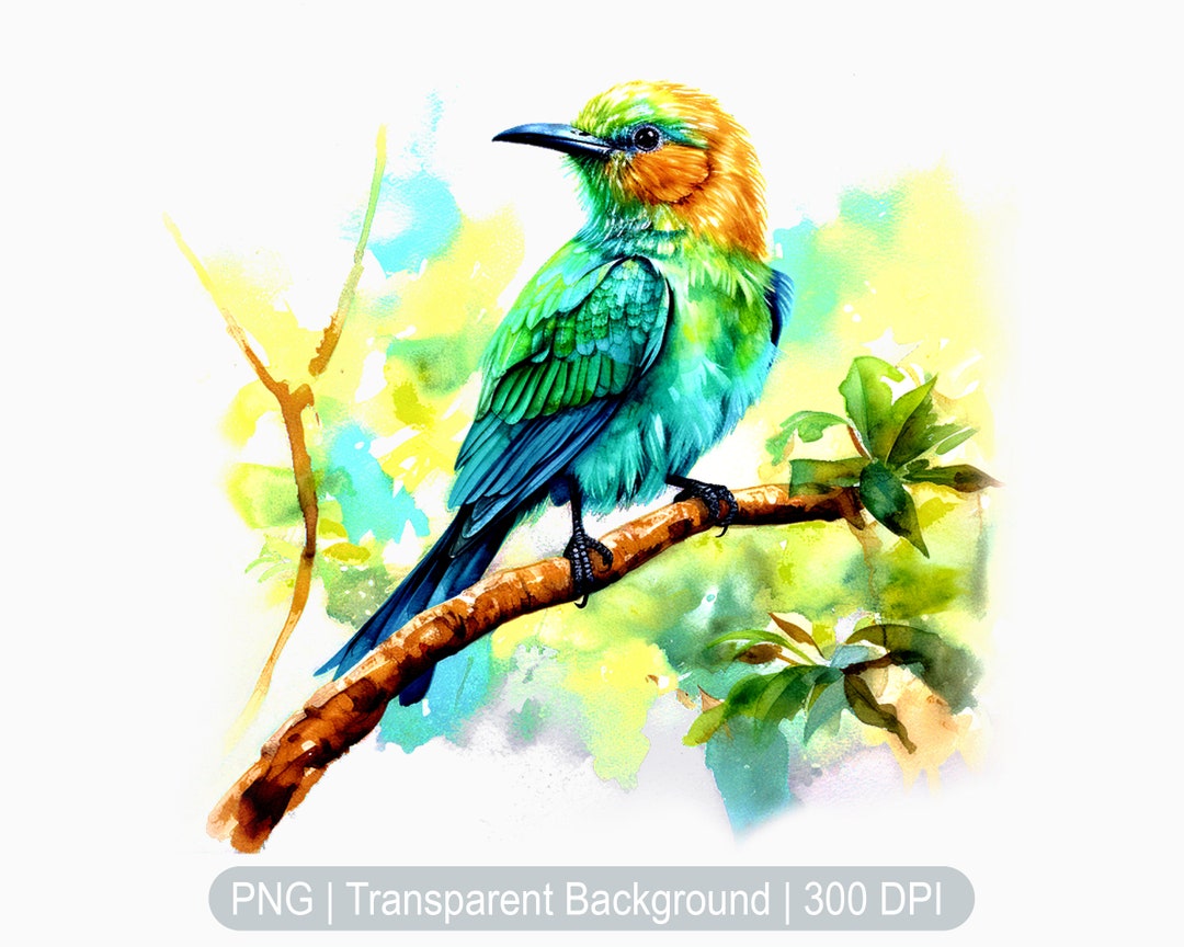 Tropical Bird Clipart, Watercolor Bird Png, Rainforest Birds, Colorful ...