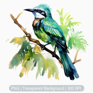 Tropical Bird Clipart, Watercolor Bird Png, Rainforest Birds, Colorful ...