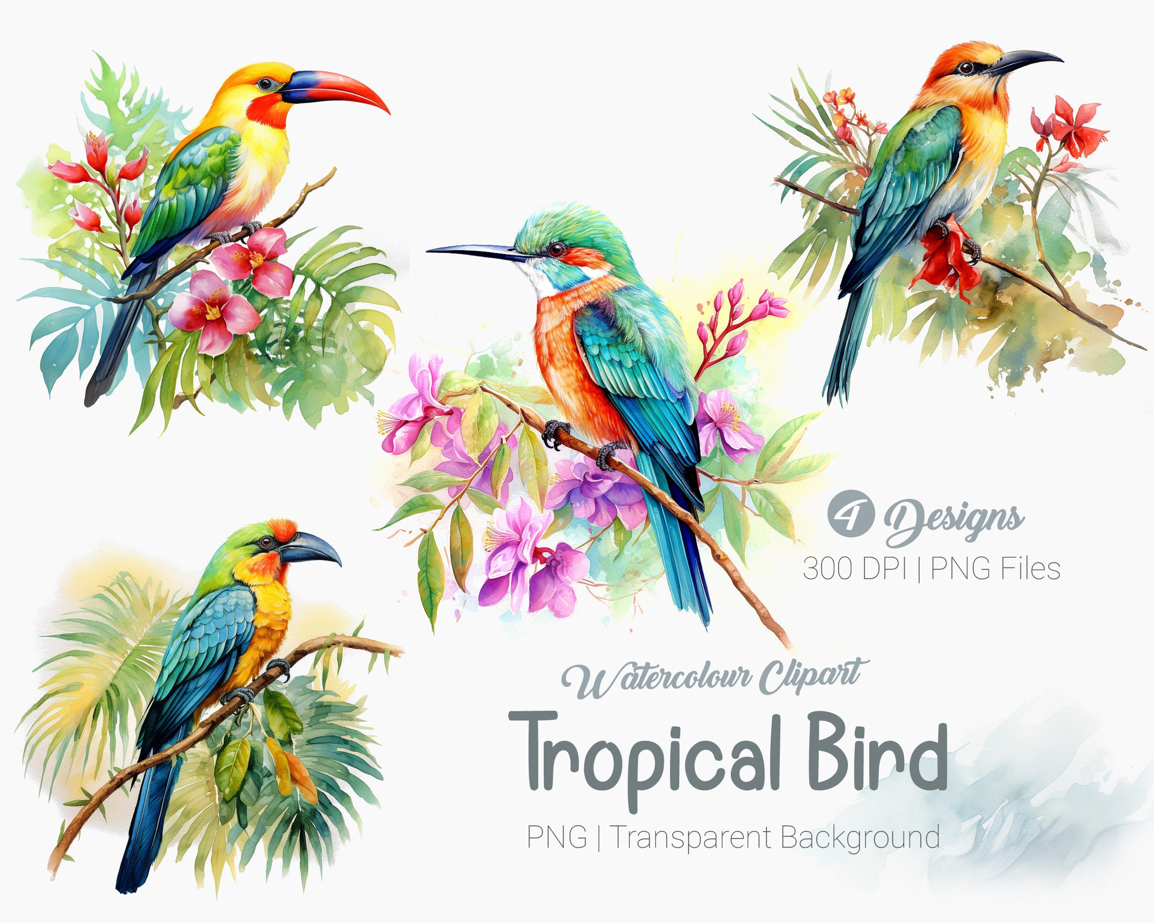 Tropical Birds Clipart Watercolour Bird Png Colourful Birds - Etsy