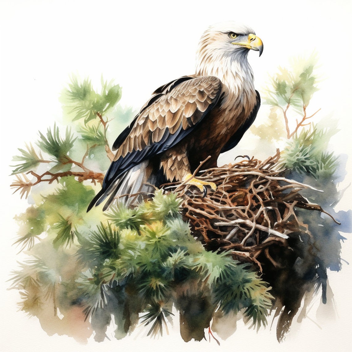 Watercolor Eagle Clipart Eagle Png Bald Eagle Illustration - Etsy