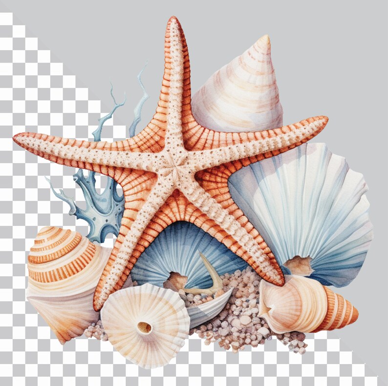 Starfish Clipart, Ocean Animals PNG Clipart, Sea Shells, Junk Journals ...
