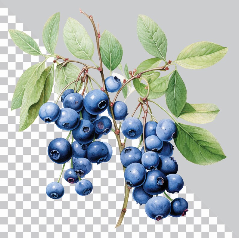 Blueberries Clipart, Blueberry Tree PNG, Fruit Berry Png, Junk Journals ...