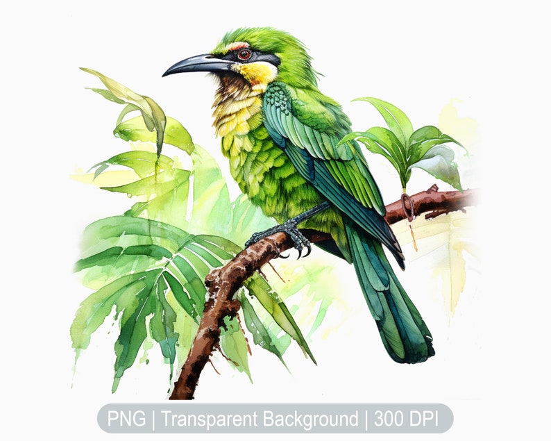 Tropical Bird Clipart Watercolor Bird Png Rainforest Birds - Etsy