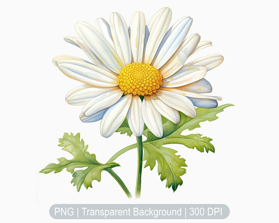 Watercolor Daisy Clipart, Spring Floral, White Flowers Clipart, Daisy ...