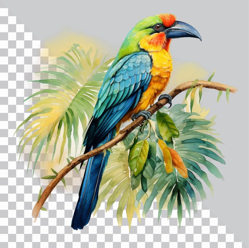 Tropical Bird Clipart Watercolour Bird Png Colourful Birds - Etsy