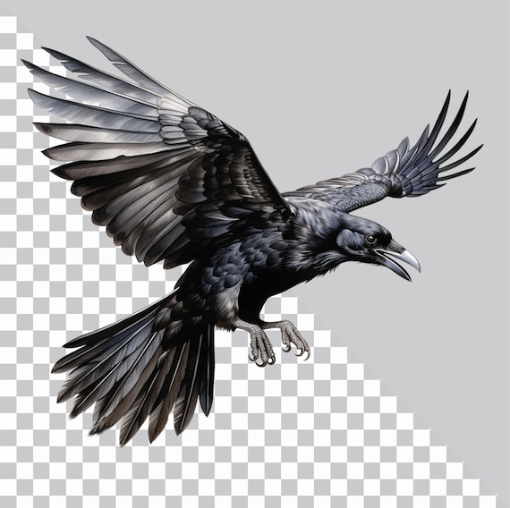 Raven Flying Drawing