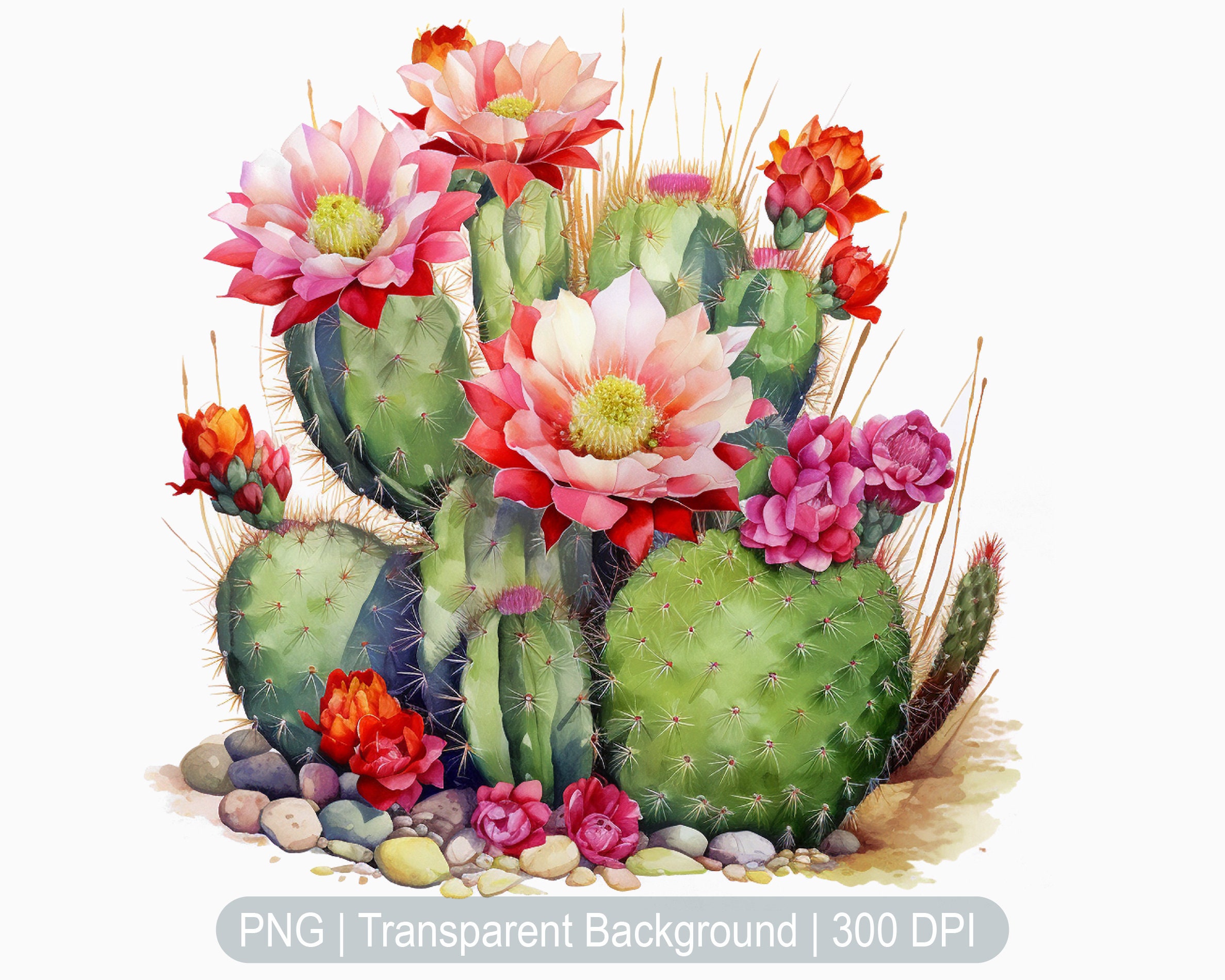 Watercolor Cactus Clipart, Desert Cactus Clipart, Desert Cacti ...