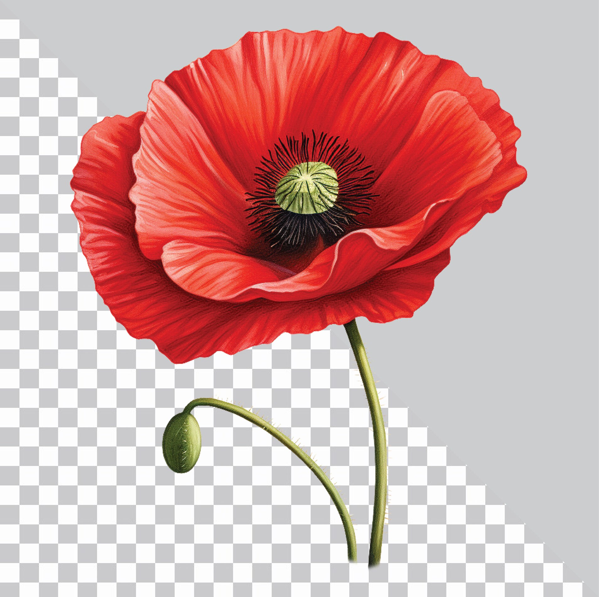 Poppy Clipart, Poppy Flowers PNG, Floral California Poppy, Junk ...