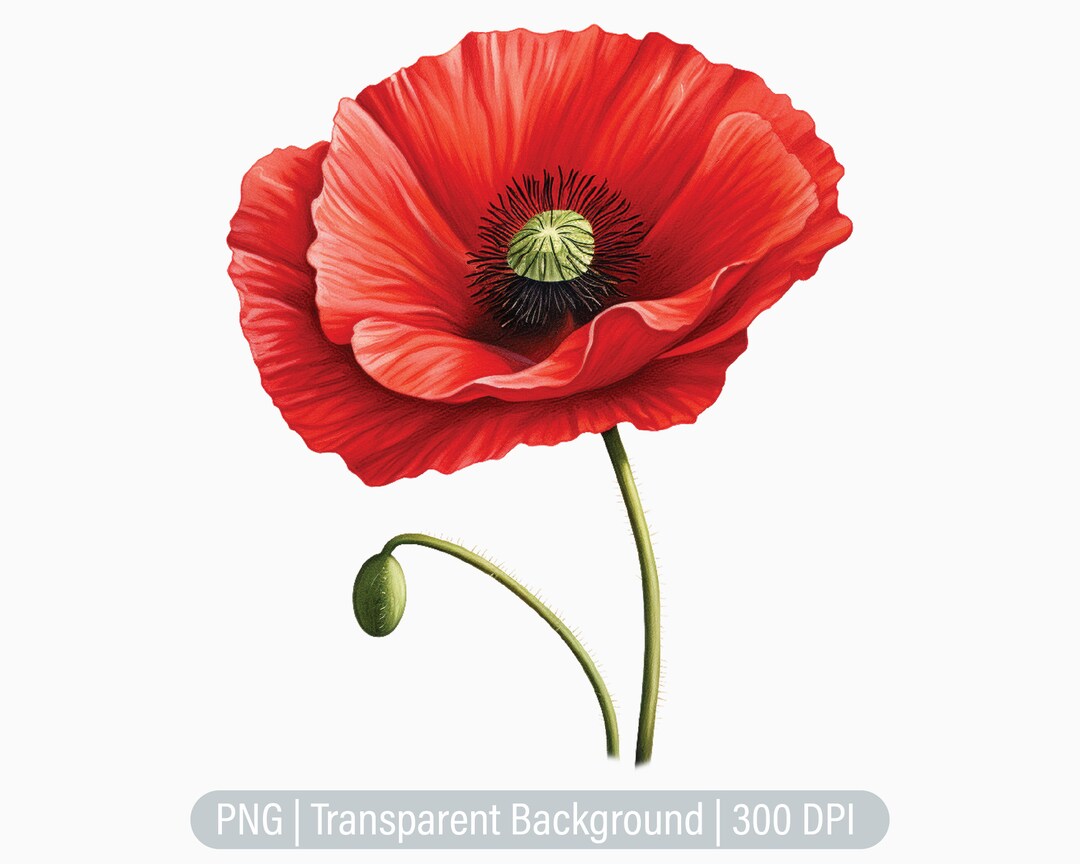 Poppy Clipart, Poppy Flowers PNG, Floral California Poppy, Junk ...