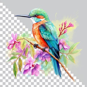 Tropical Bird Clipart, Watercolour Bird Png, Colourful Birds Clipart ...