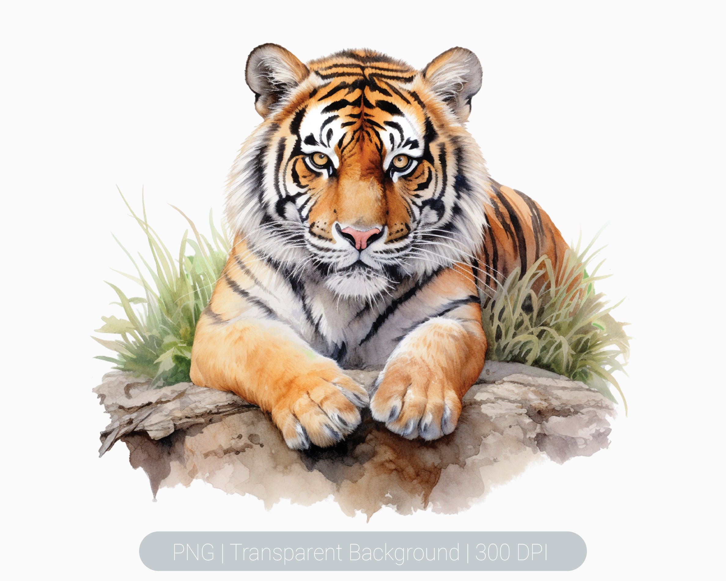 Watercolor Tiger Clipart, Tiger Png, Jungle and Safari Animal ...