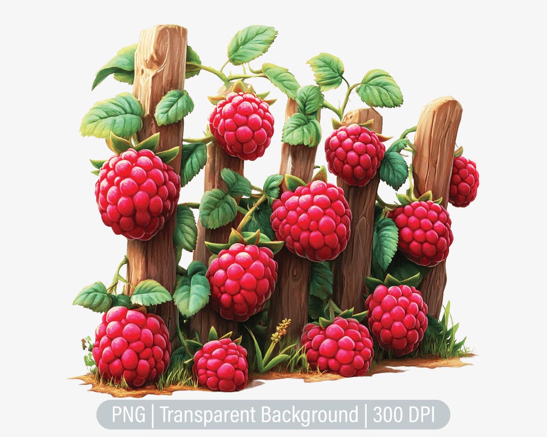 Raspberry Garden Clipart, Raspberry PNG, Raspberries on Feence Junk ...