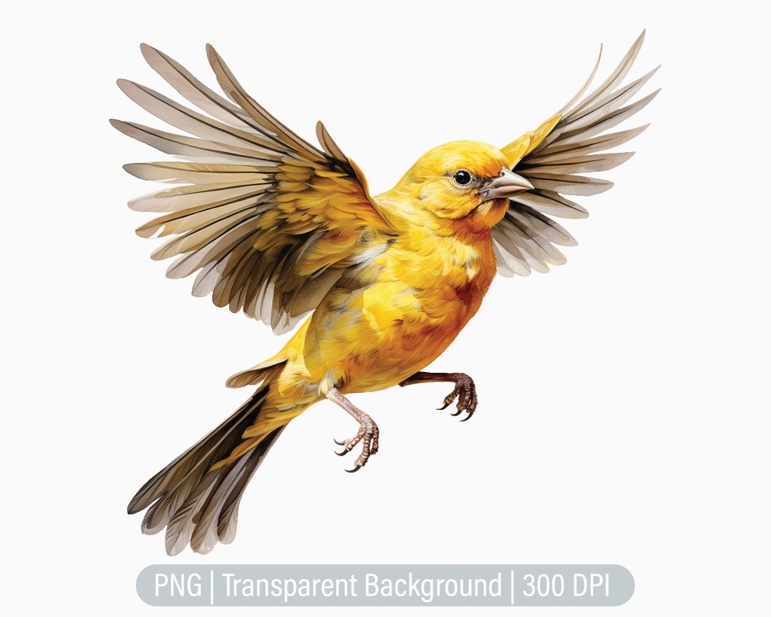 Flying Canary Clipart, Tropical Bird PNG, Yellow Bird Png, Junk Journals, Scrapbooking ...