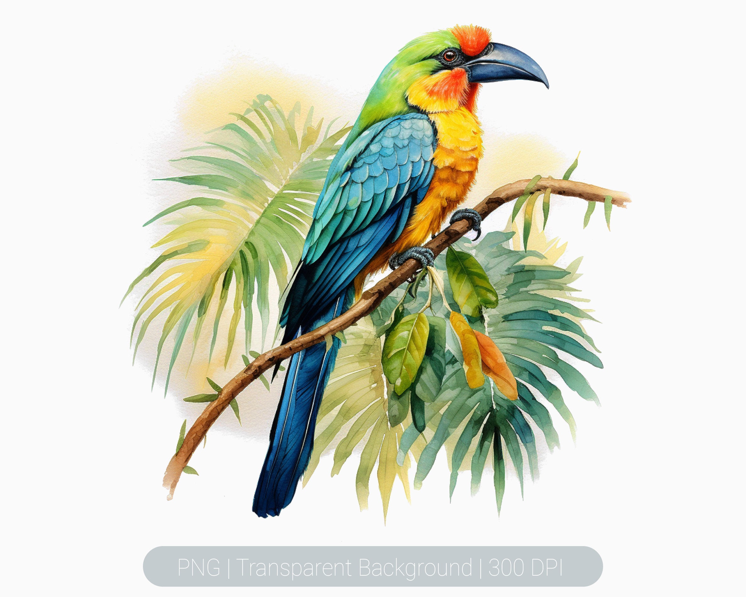 Tropical Bird Clipart Watercolour Bird Png Colourful Birds - Etsy