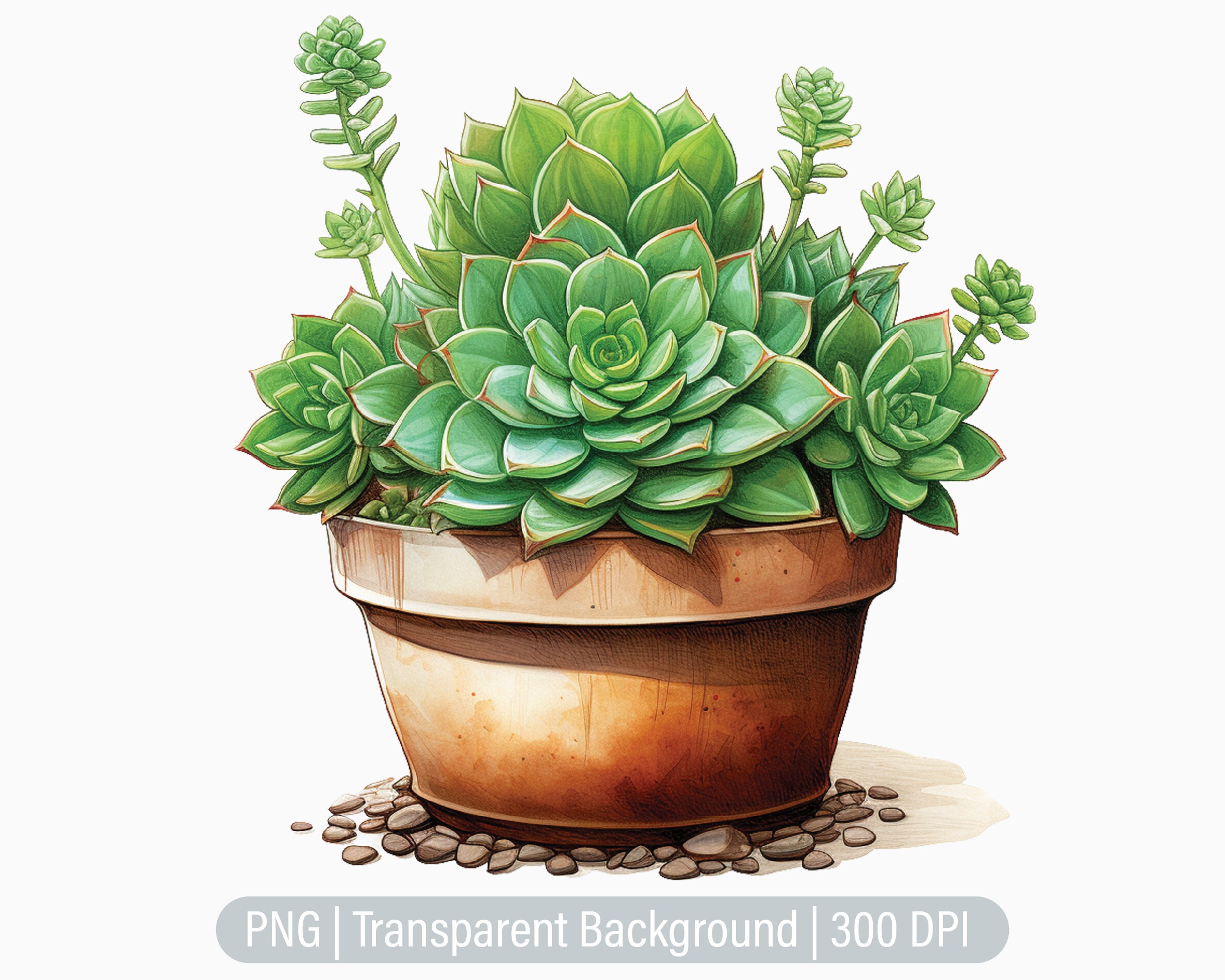 Succulent Plant Clipart, House Plants Png, Potted Plants Png, Junk ...