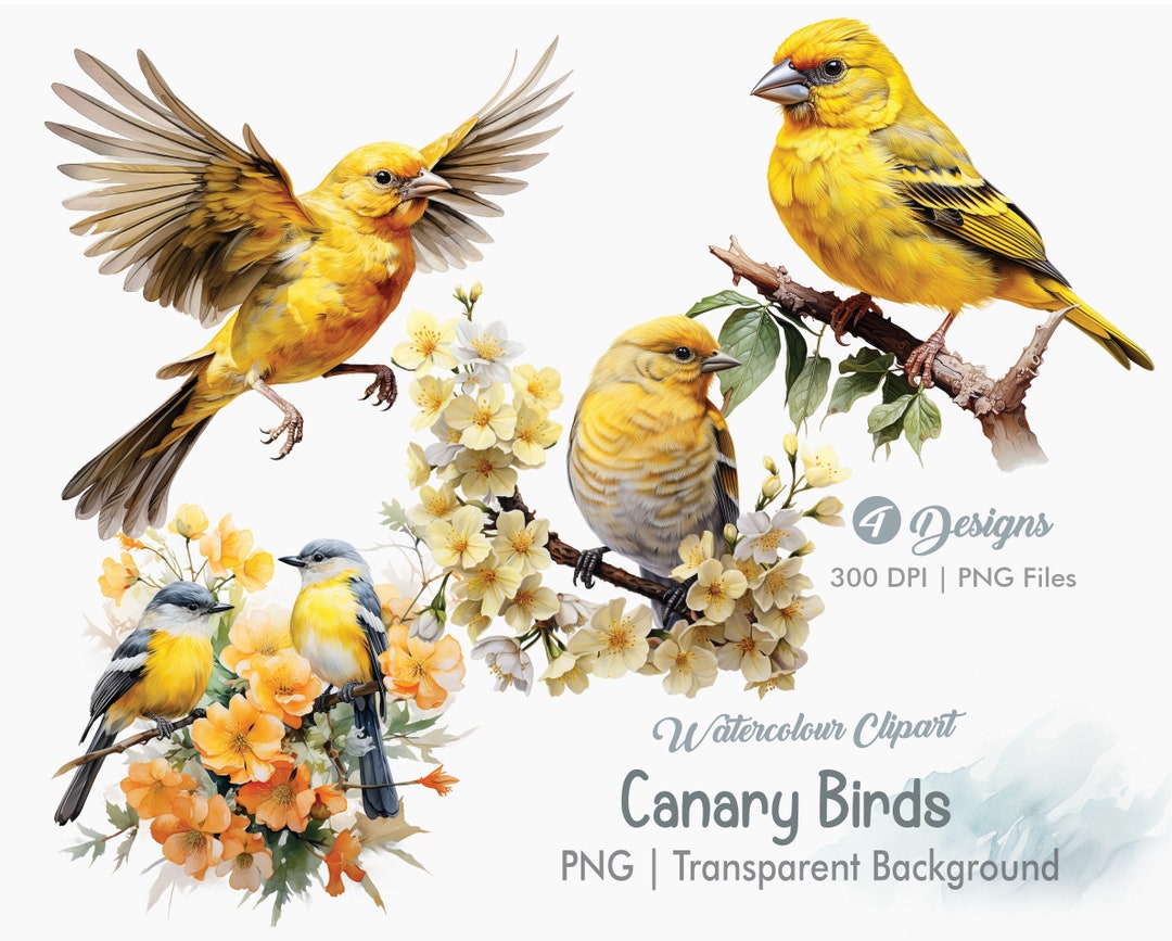 Canary Clipart, Spring Birds PNG Clipart, Yellow Birds Png, Junk ...